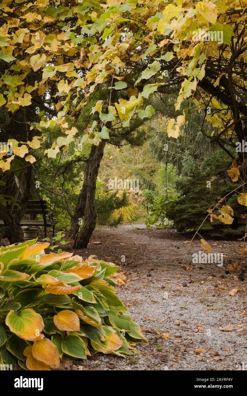 Ornamental grapevine autumn hi-res stock photography and images - Alamy
