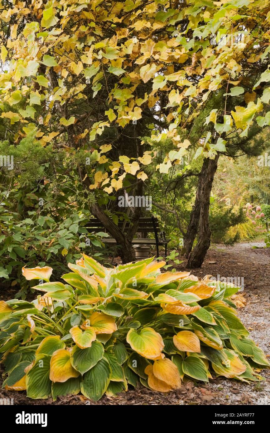 Green and yellow Hosta sieboldiana 'Elegans' plant and a Vitis - Ste ...