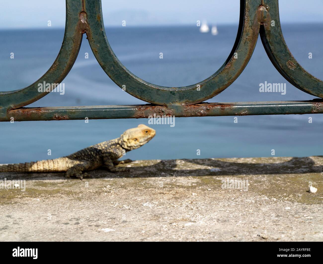 Large lizard basking in sunshine under metal railings near the sea in ...