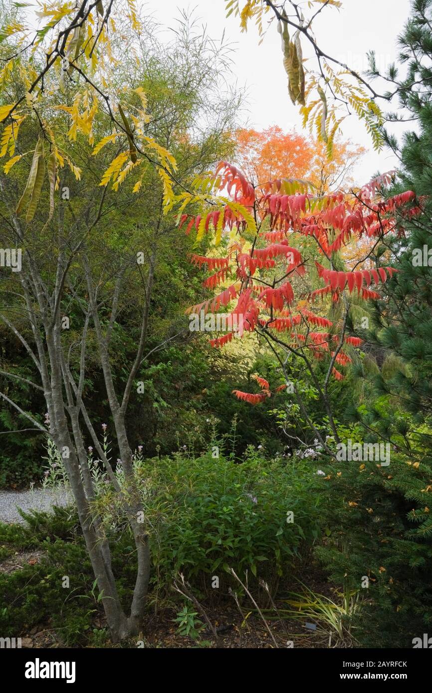 Rhamnus frangula 'Asplenifolia' - Alder buckthorn tree on the left and ...