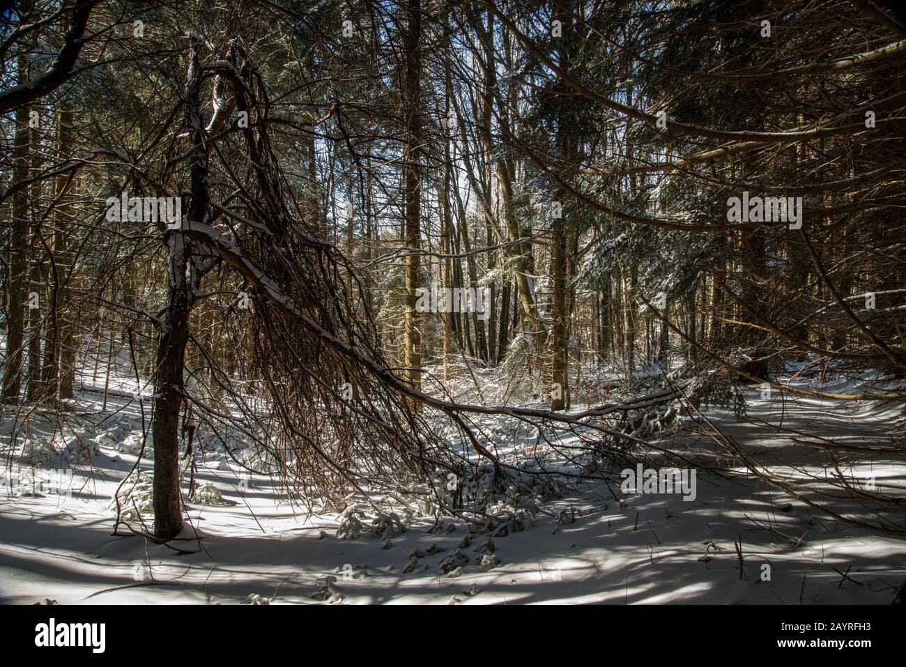 frozen snow in the forest Stock Photo - Alamy