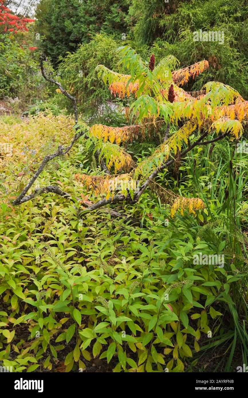 Lysimachia clethroides - Gooseneck Loosestrife shrubs and Rhus typhina ...