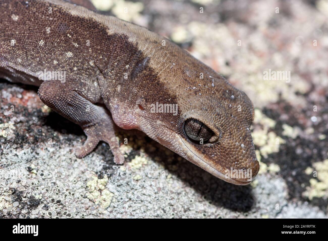 Eastern stone gecko hi-res stock photography and images - Alamy