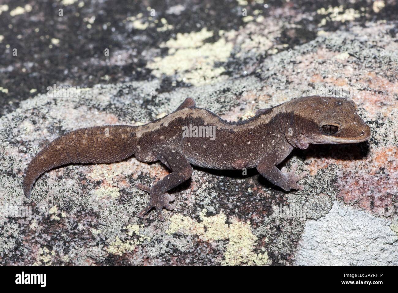 Eastern Stone or Wood Gecko Stock Photo - Alamy