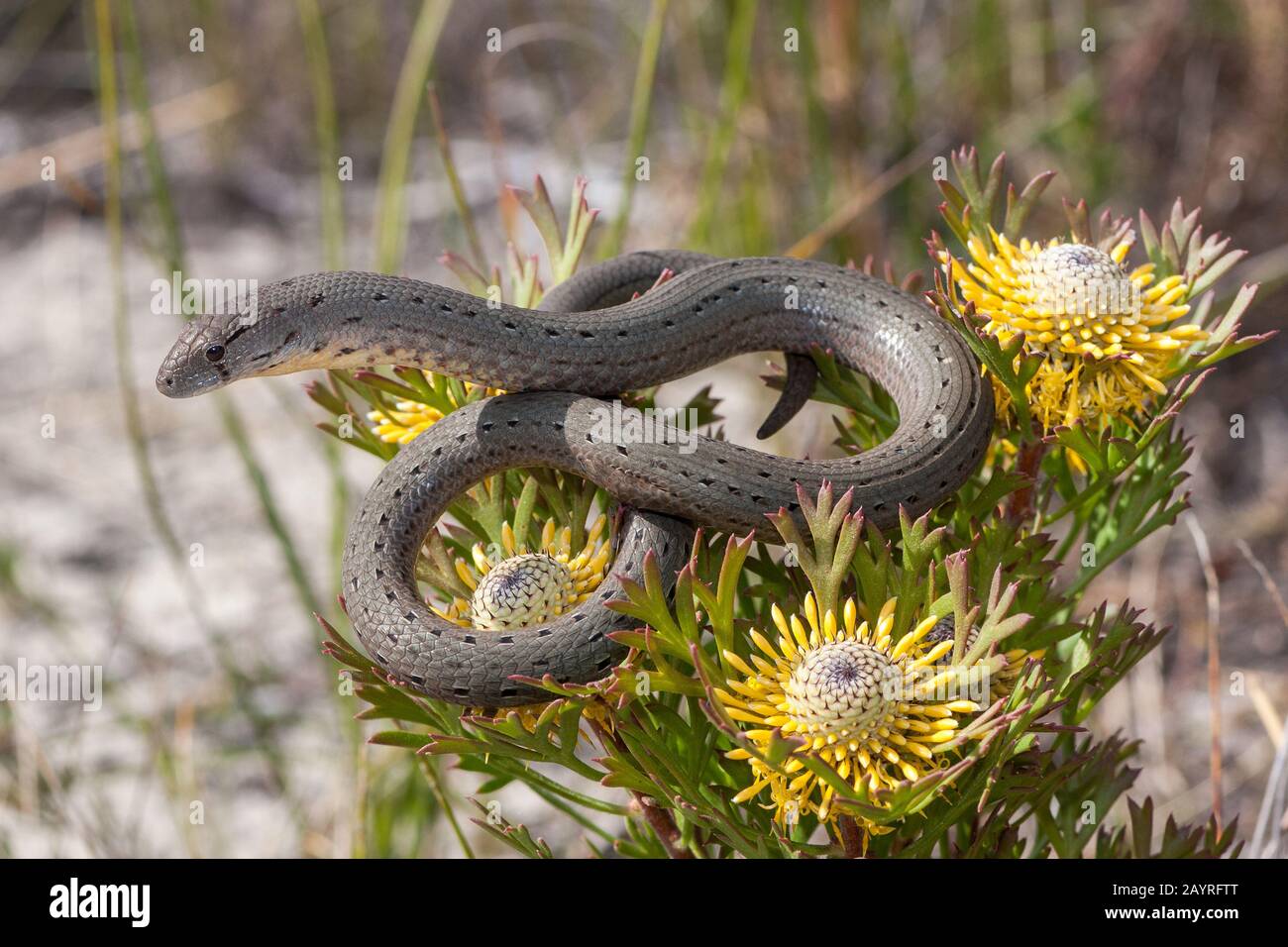 Common Scaly-foot Legless Lizard Stock Photo - Alamy