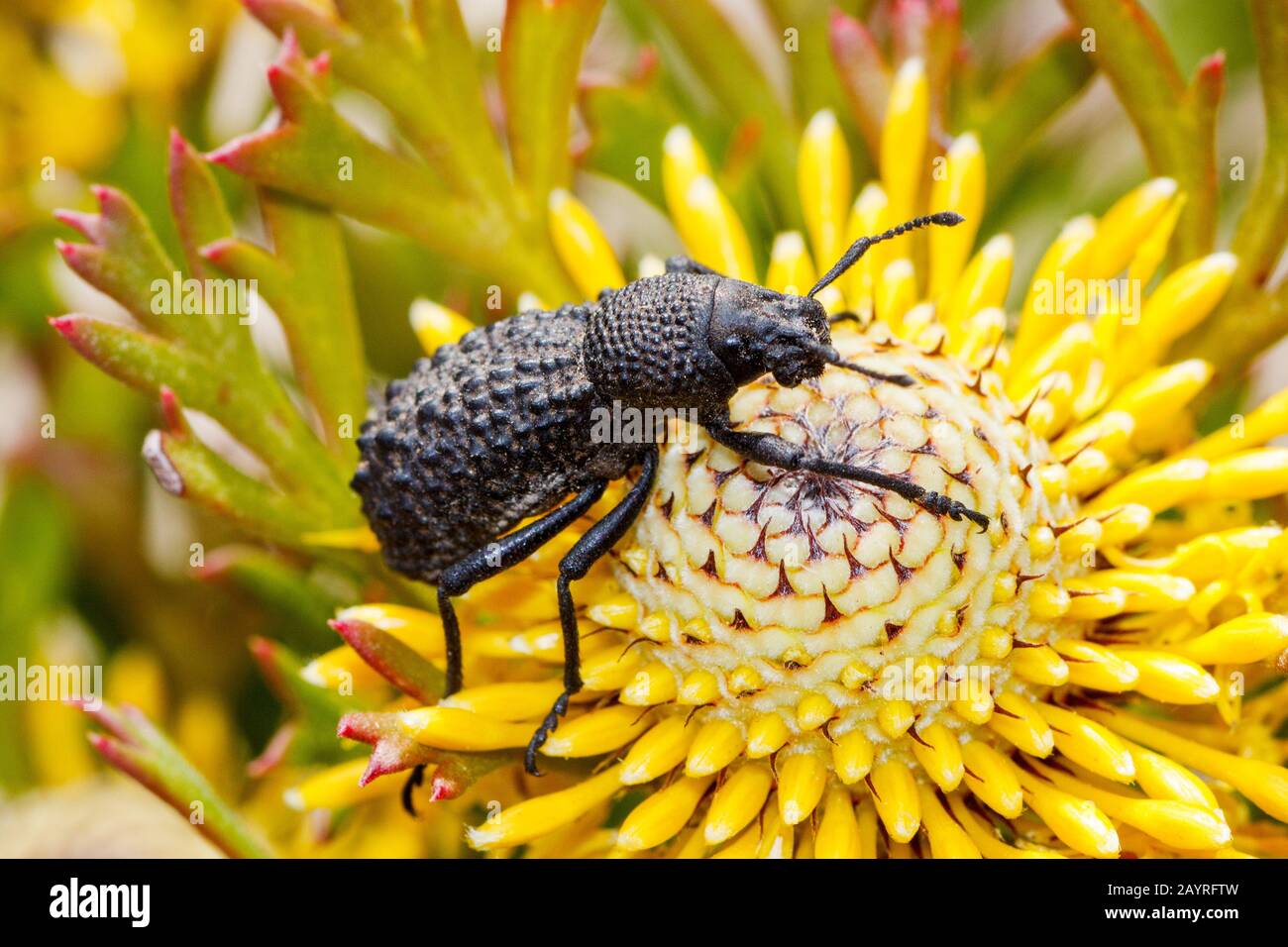 Weevil Beetle resting on Drumstick Flower Stock Photo - Alamy