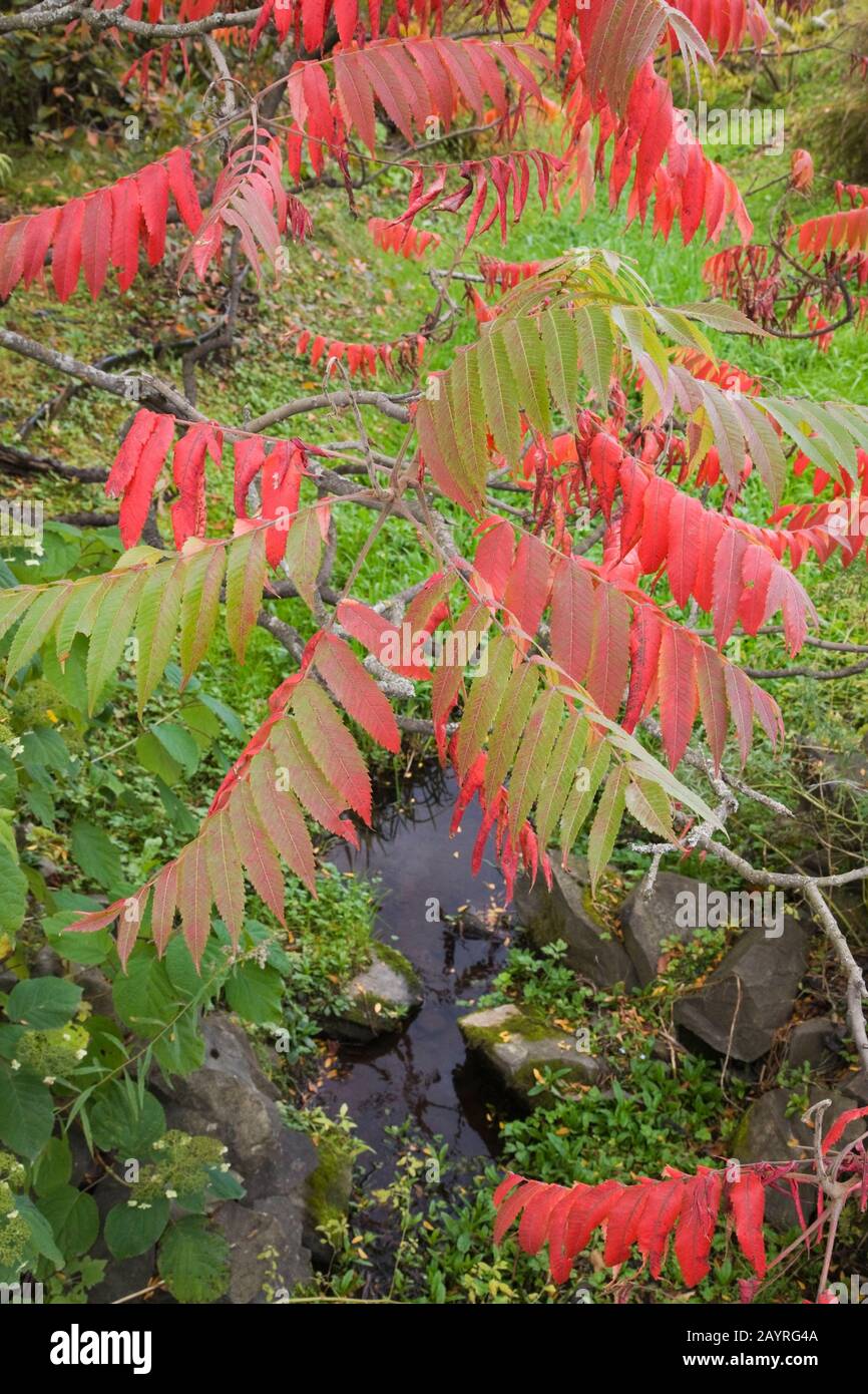 Rhus typhina 'Laciniata' - Sumac tree with red leaves in backyard ...