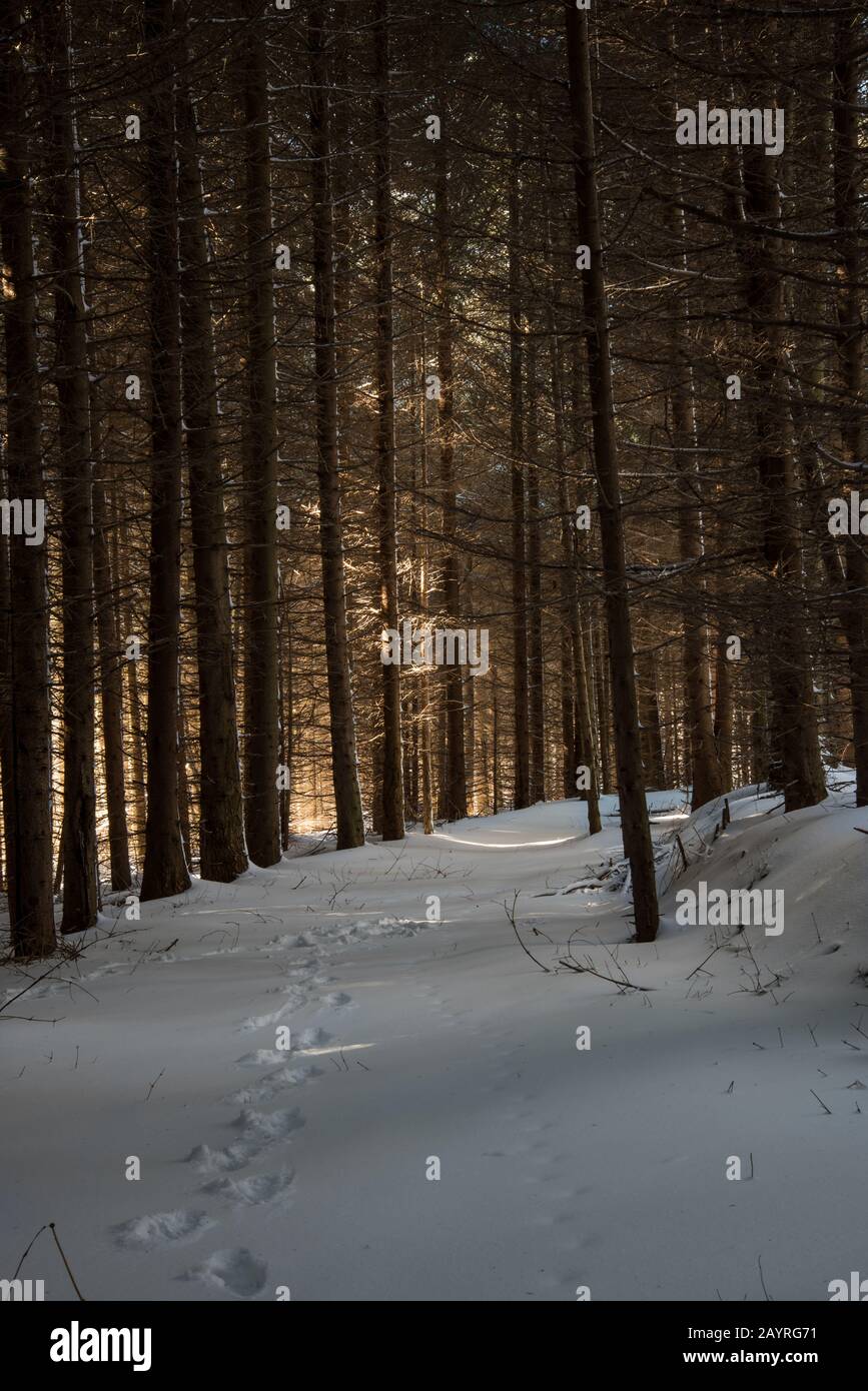 frozen snow in the forest Stock Photo - Alamy