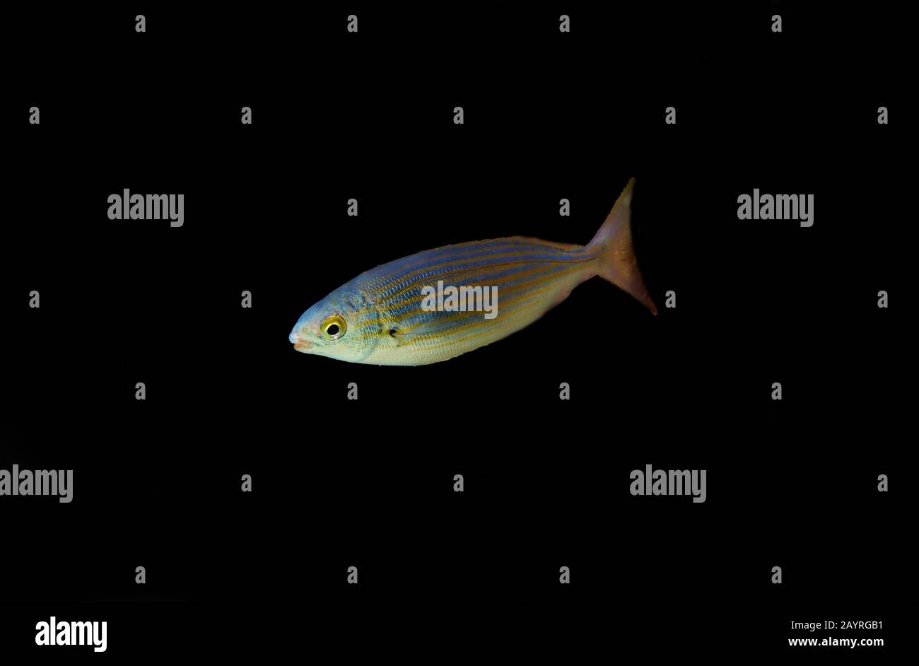 Salema porgy saltwater dreamfish - Sarpa salpa Stock Photo - Alamy