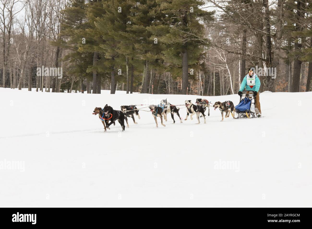 Dog derby hi-res stock photography and images - Alamy