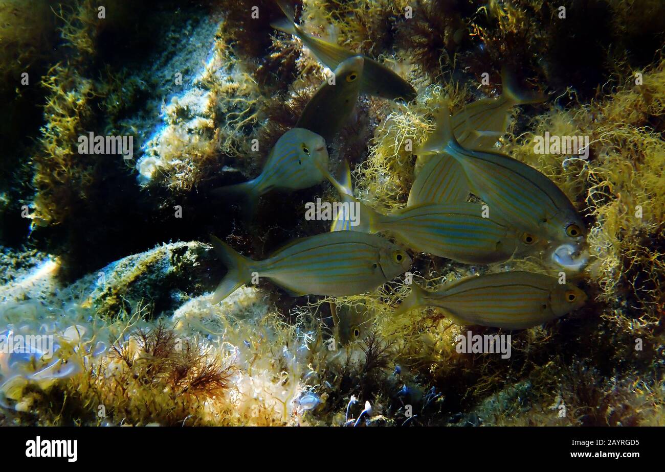 Salema porgy saltwater dreamfish - Sarpa salpa Stock Photo - Alamy