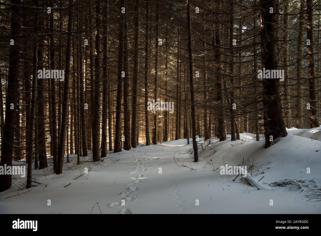 frozen snow in the forest Stock Photo - Alamy