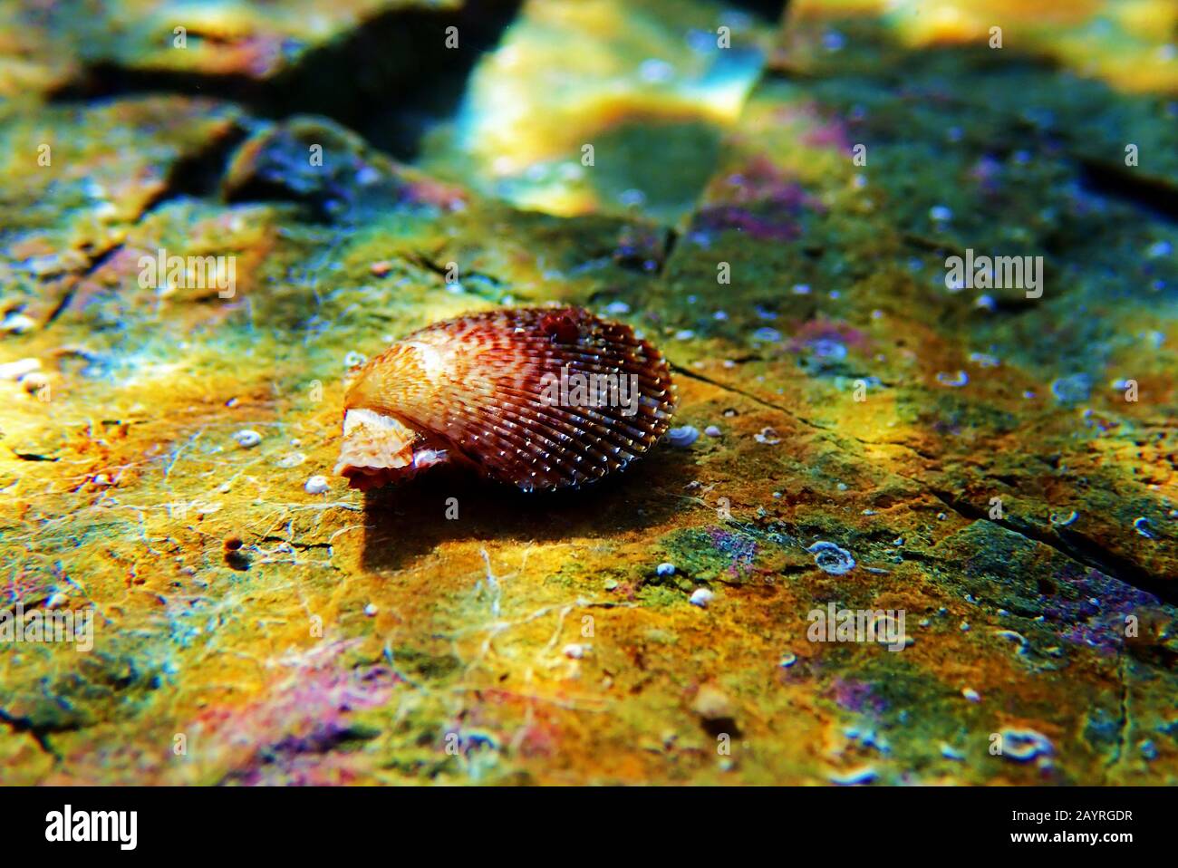 Pecten jacobaeus hi-res stock photography and images - Alamy