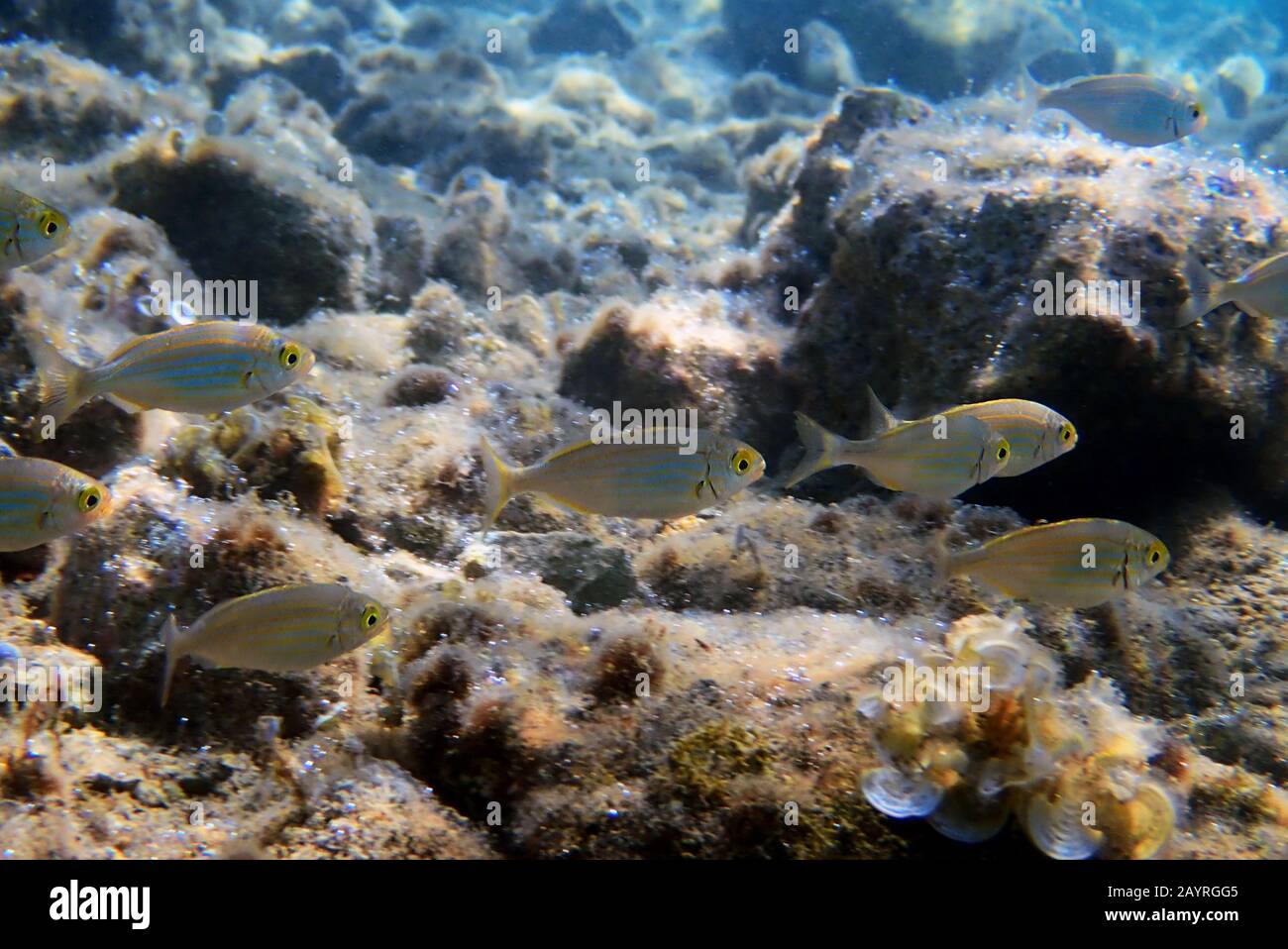 Salema porgy saltwater dreamfish - Sarpa salpa Stock Photo - Alamy