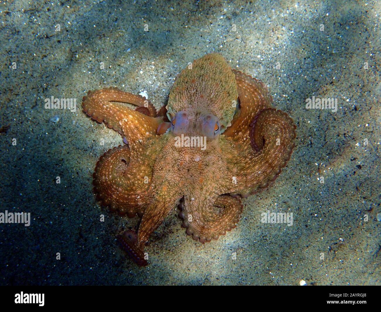 Amphora with octopus hi-res stock photography and images - Alamy