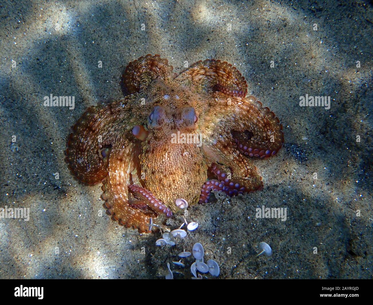 Amphora with octopus hi-res stock photography and images - Alamy