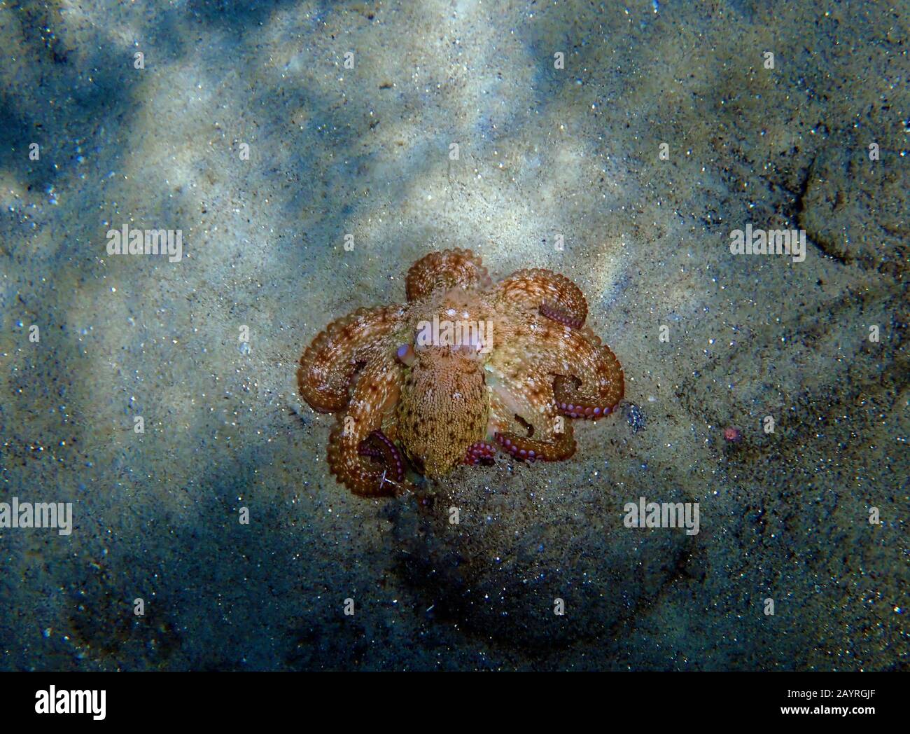 Common Mediterranean octopus - Octopus vulgaris Stock Photo - Alamy