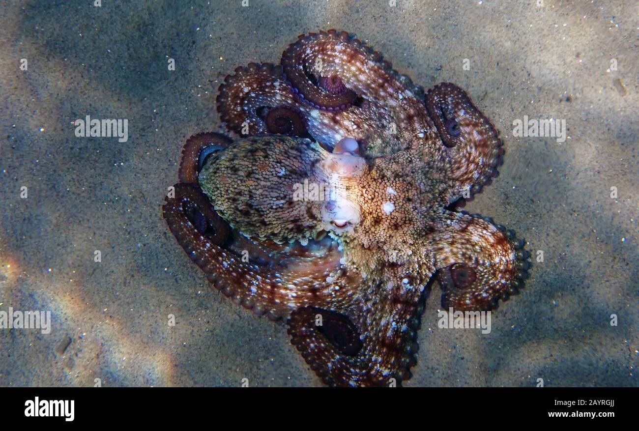 Amphora with octopus hi-res stock photography and images - Alamy