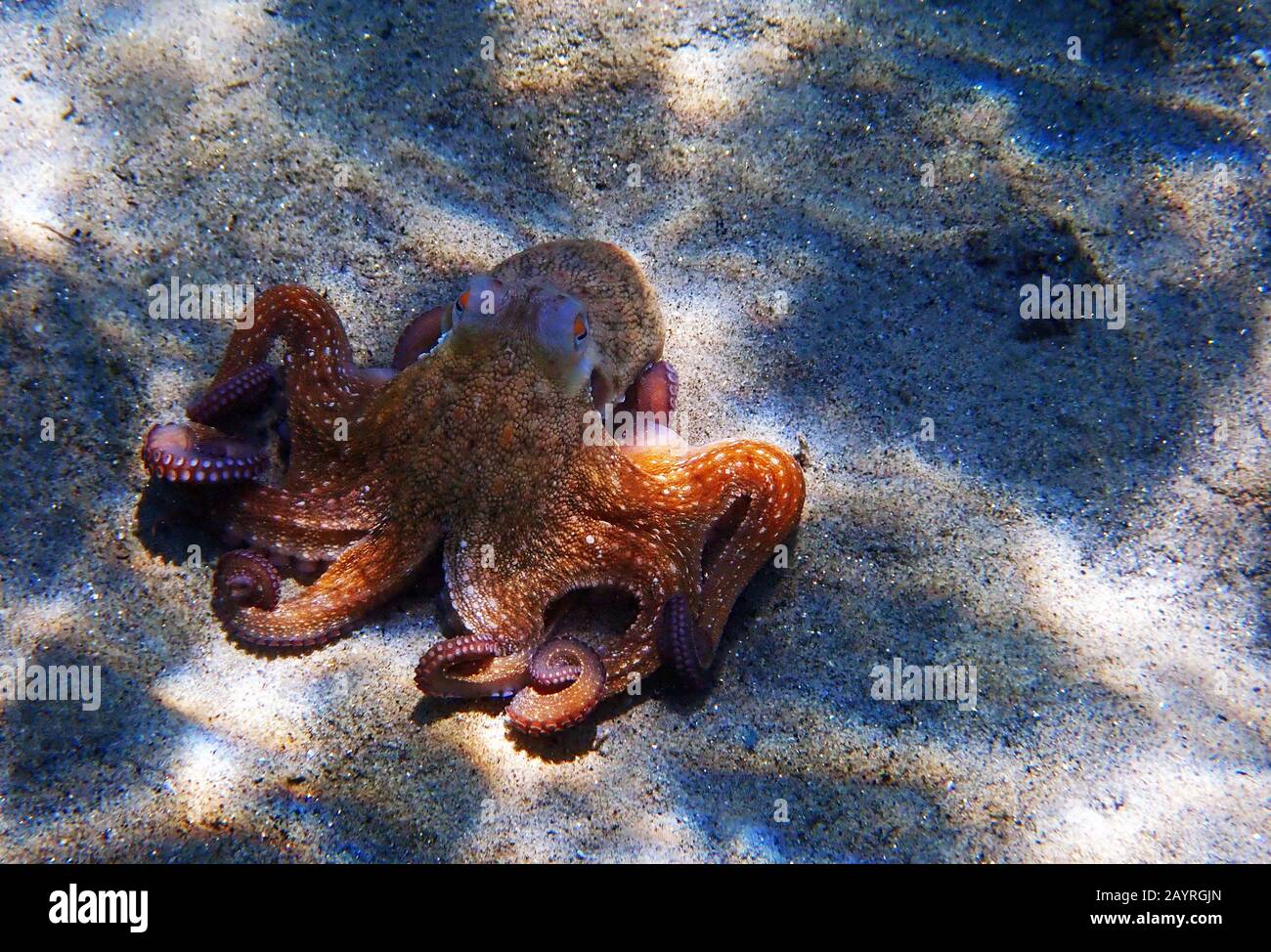 Octopus Octopus Vulgaris Aquarium High Resolution Stock Photography and ...