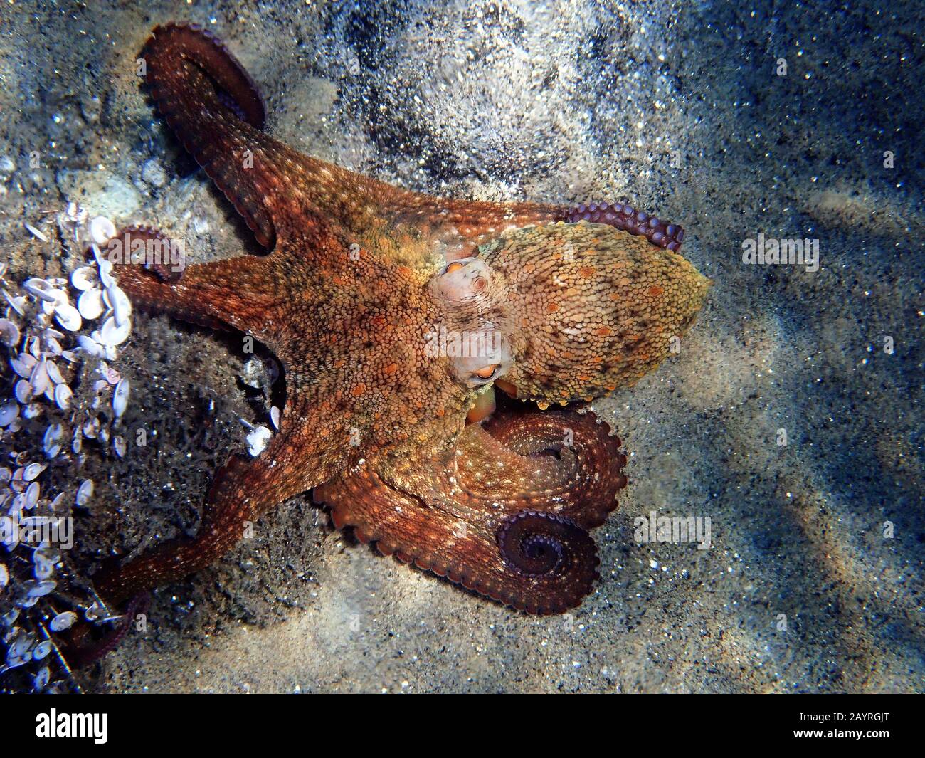 Amphora with octopus hi-res stock photography and images - Alamy