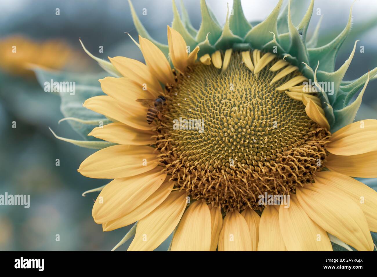 Sunflower wallpapers hi-res stock photography and images - Alamy