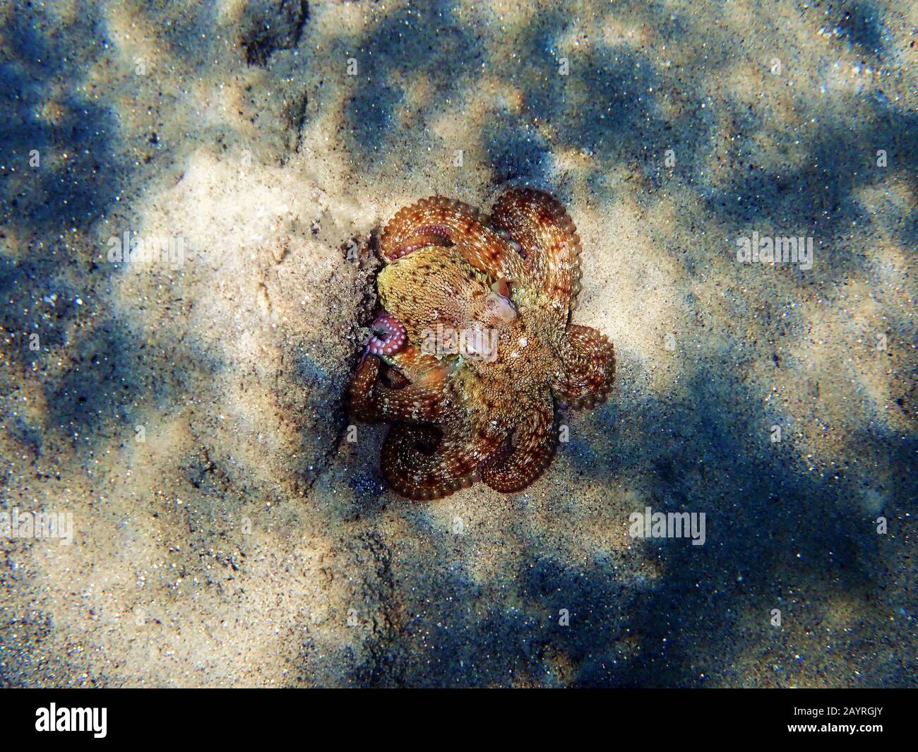 Amphora with octopus hi-res stock photography and images - Alamy