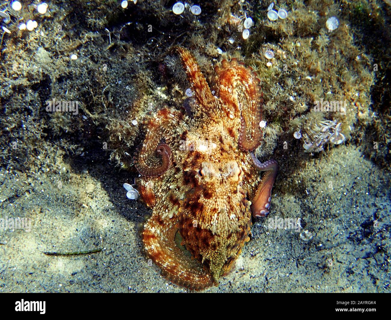Amphora with octopus hi-res stock photography and images - Alamy