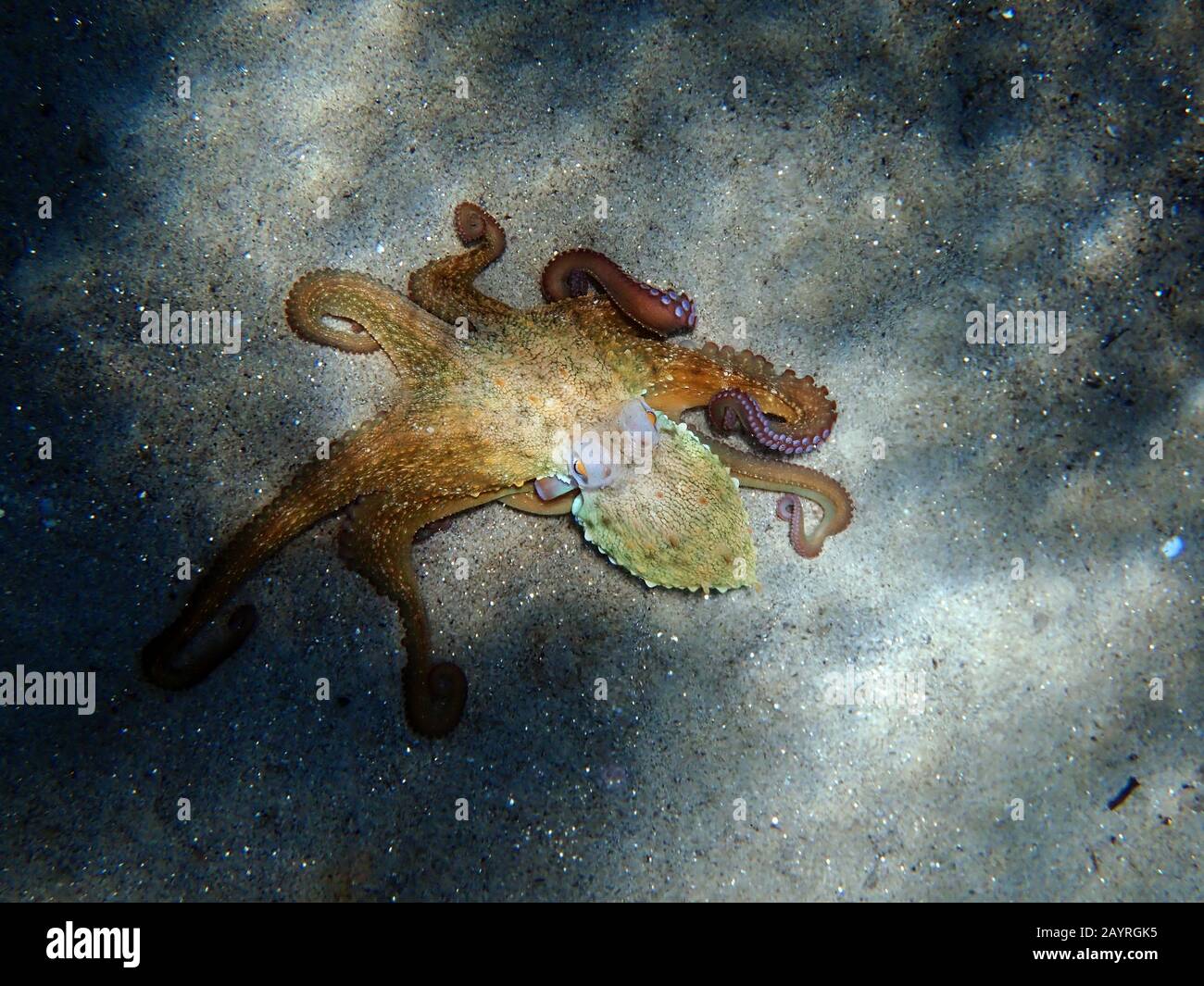 Octopus Octopus Vulgaris Aquarium High Resolution Stock Photography and ...