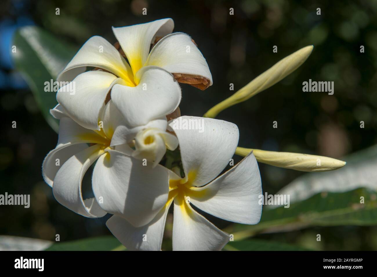 A Frangipani tree (national flower of Laos) is flowering in a garden in ...