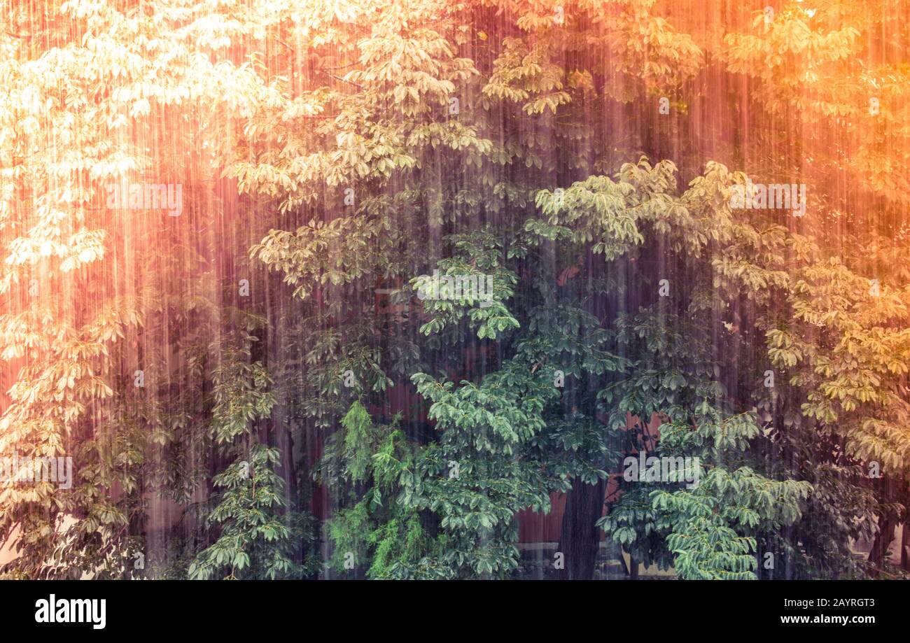 Rain forest display hi-res stock photography and images - Alamy