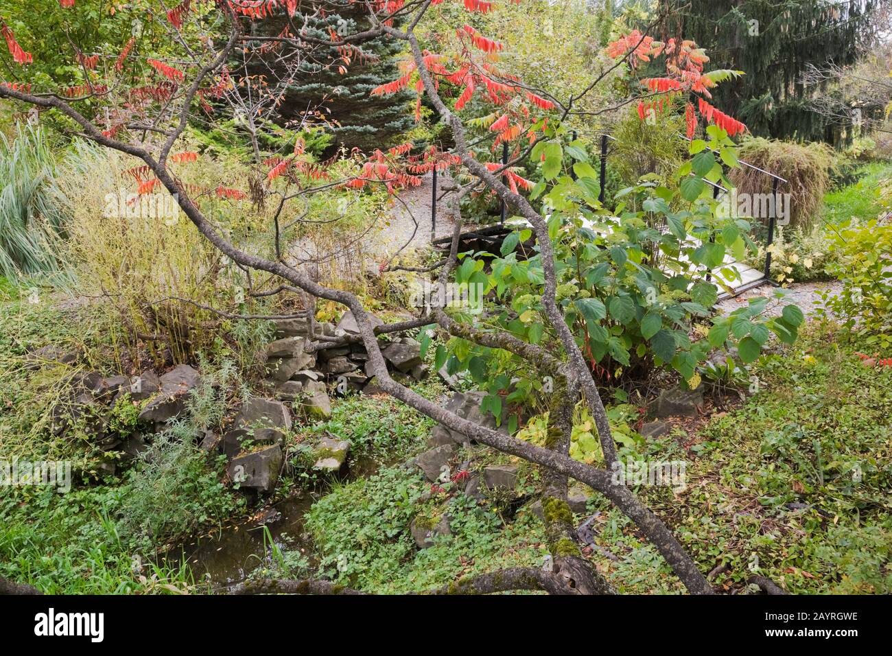 Rhus typhina 'Laciniata' - Sumac tree with red leaves and a wooden ...