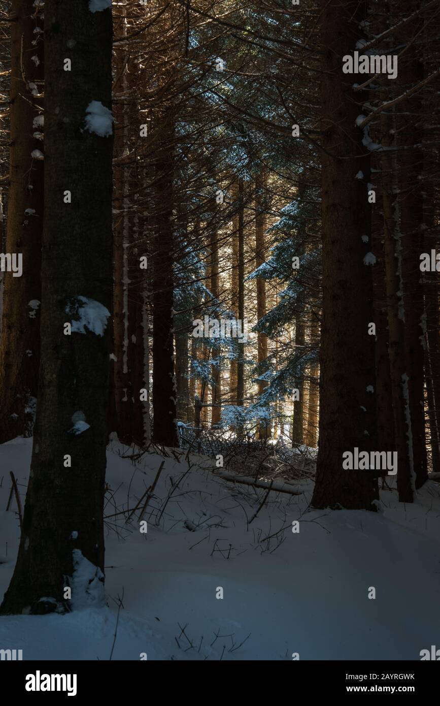 frozen snow in the forest Stock Photo - Alamy