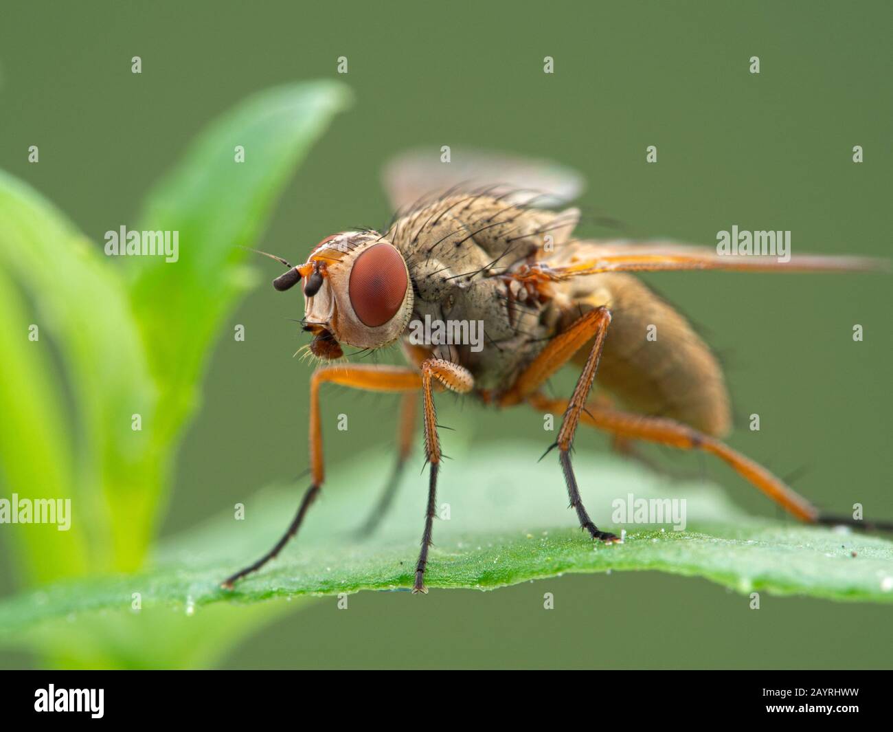 Anthomyiidae species hi-res stock photography and images - Alamy
