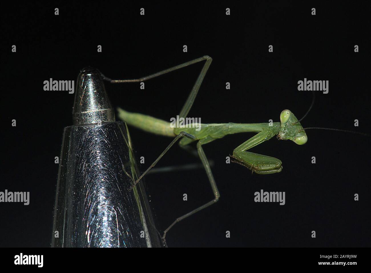 Miomantis High Resolution Stock Photography and Images - Alamy
