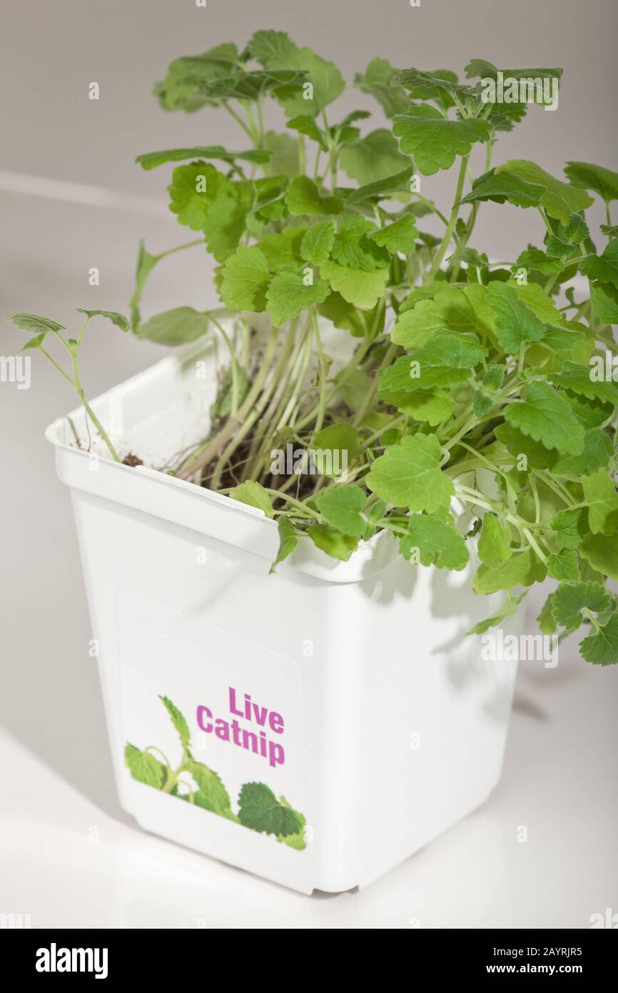 Catnip potted plant hi-res stock photography and images - Alamy