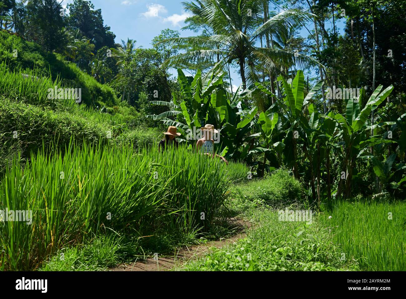 Two young Asian girls enjoying exploring the rice paddy terraces in ...