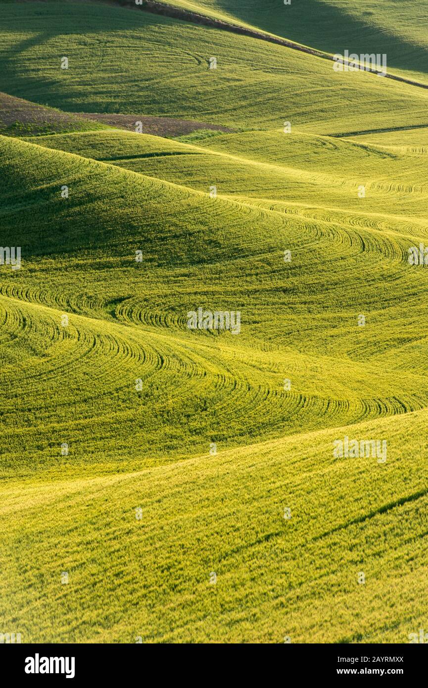 View of rolling hills with wheat in Whitman County in the Palouse near ...