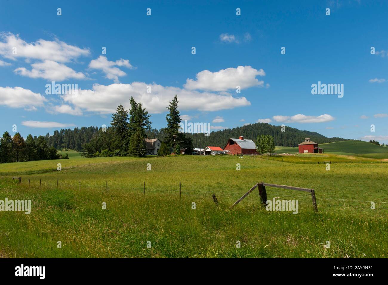 View of red barns with Kamiak Butte in background, Whitman County in ...