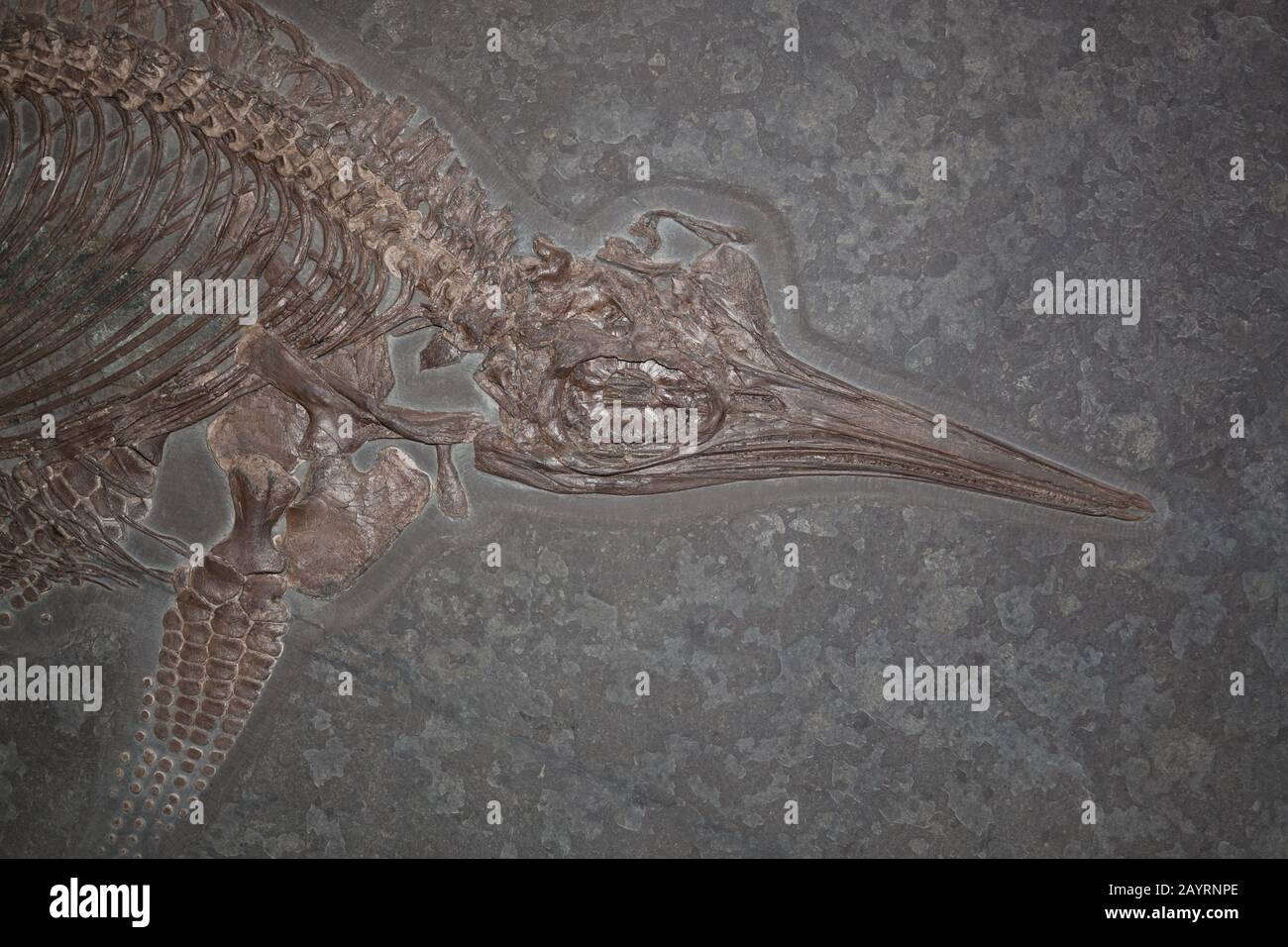 The head back and flipper of a well preserved Stenopterygius fossil ...