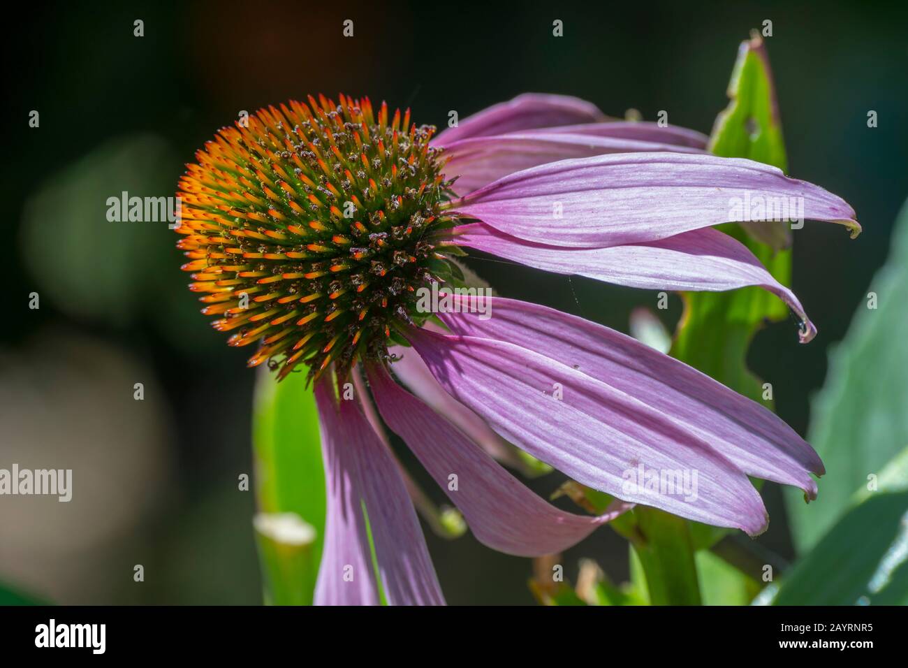 Close up of coneflower flowers or echinacea in the garden hi-res stock ...
