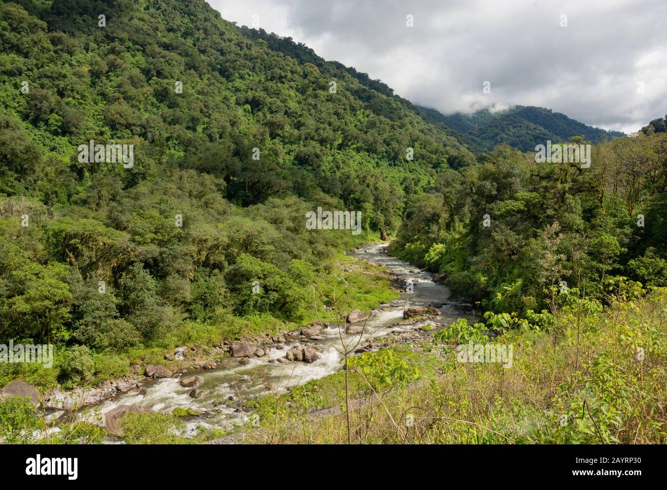 Yunga forest hi-res stock photography and images - Alamy