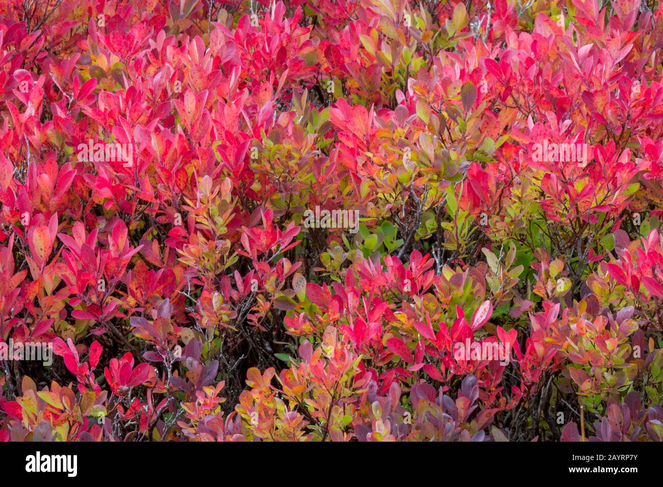 Huckleberry bushes with fall colors at the meadows at Paradise in Mt ...