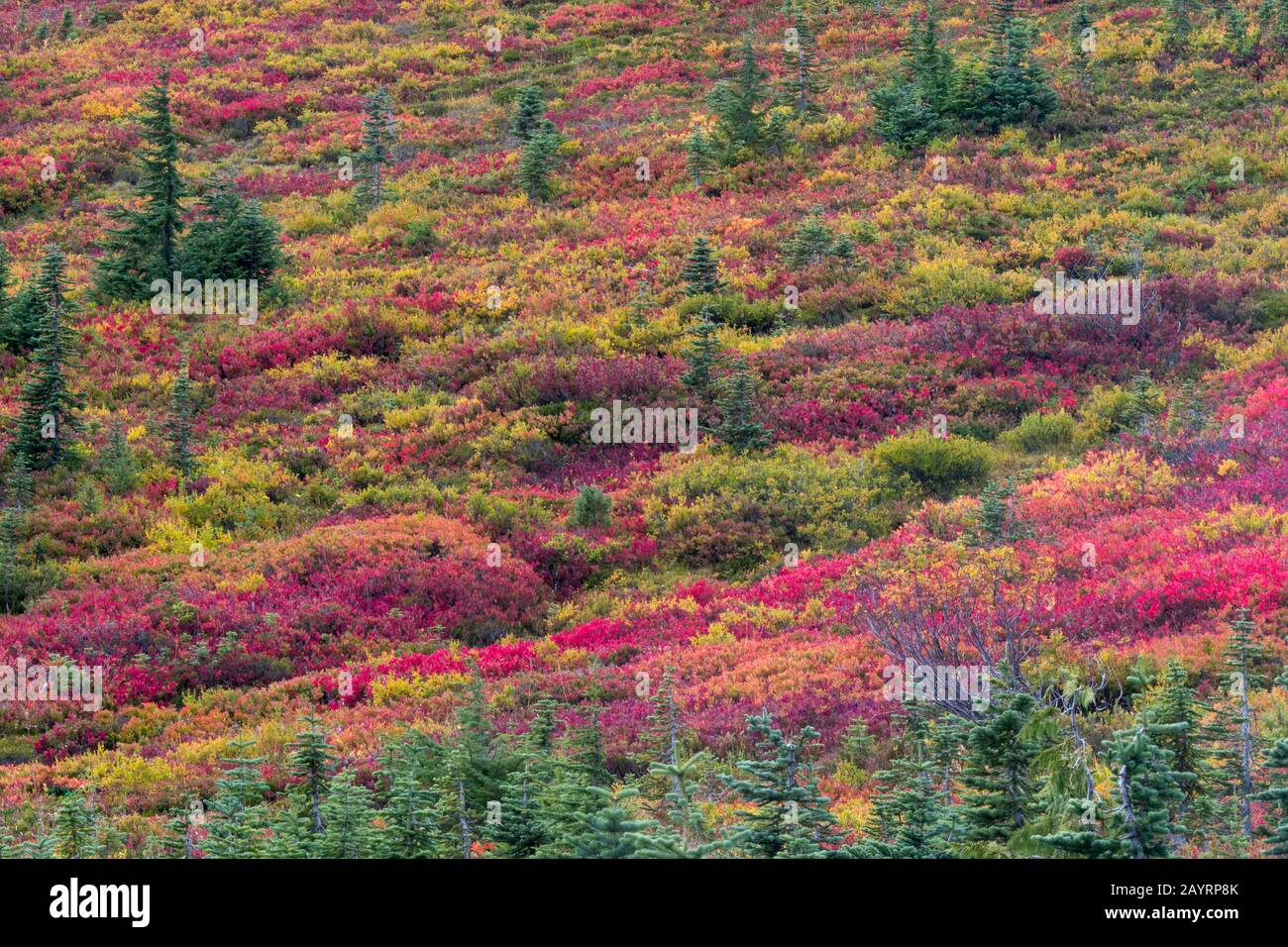 Fall colors at the meadows at Paradise in Mt. Rainier National Park in ...
