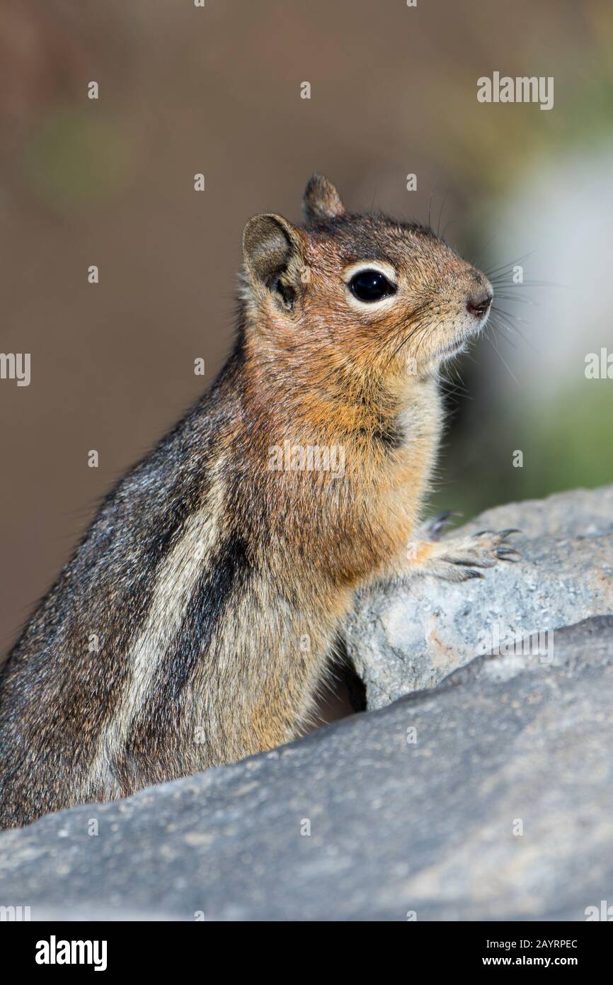 Saturatuson hi-res stock photography and images - Alamy
