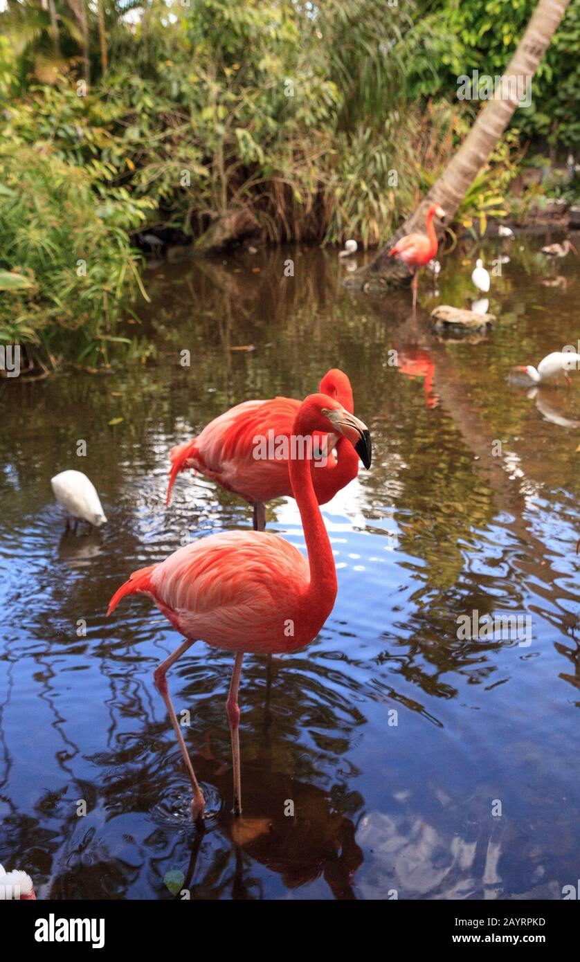 Caribbean Pink flamingo Phoenicopterus ruber in a pond in Nassau ...
