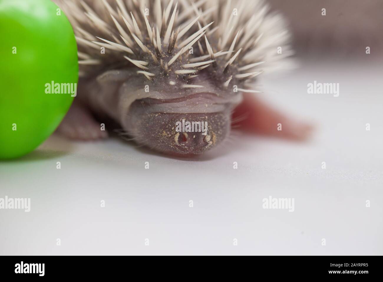 Grass nest and hedgehog. Hedgehog baby in the nest Stock Photo - Alamy