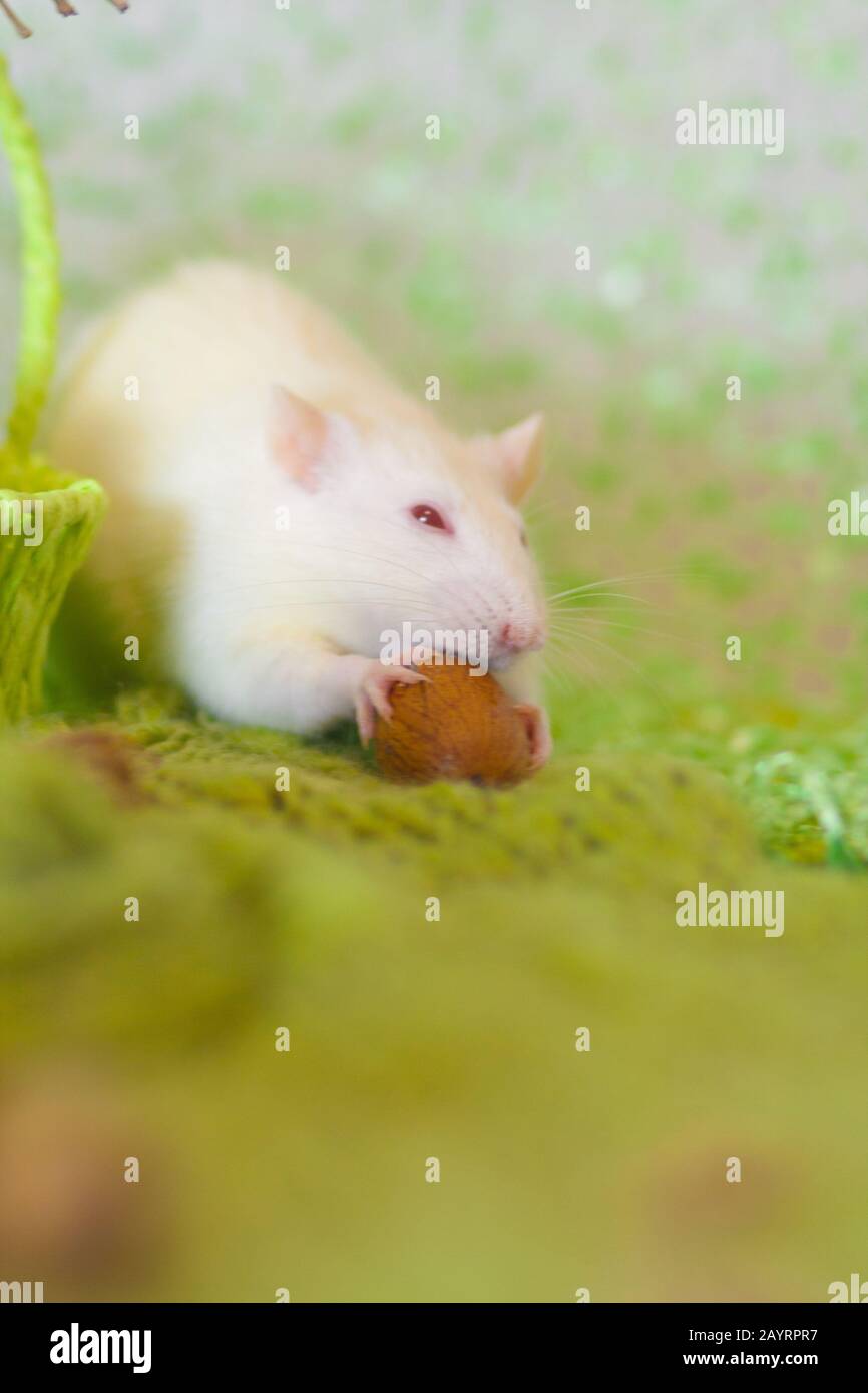 The rat is white with a nut. Proper nutrition. rodents Stock Photo - Alamy