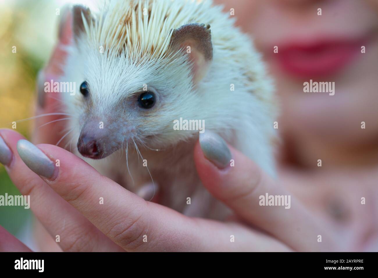 Girl and African pygmy hedgehog. Cute hedgehog Stock Photo - Alamy