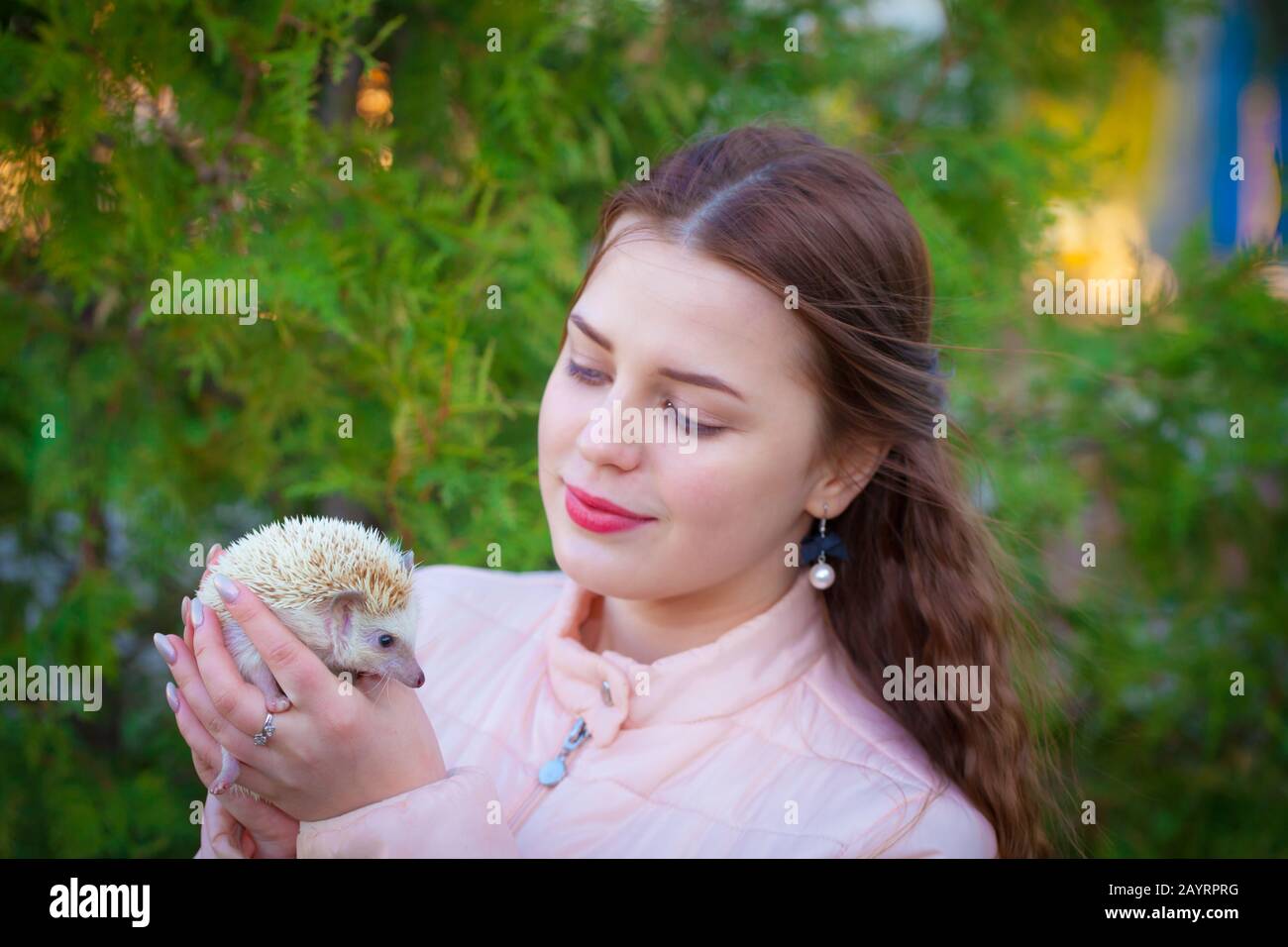 Girl and African pygmy hedgehog. Cute hedgehog Stock Photo - Alamy