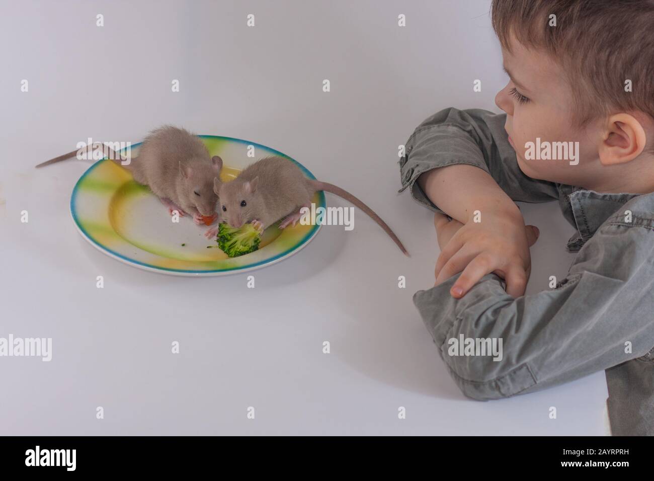 Nutrition for children. A boy and two rats in a plate. unusual menu of ...